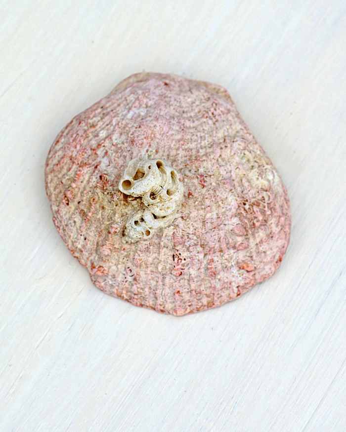 Clam Identification and Facts (From Arks to Tellins) - HubPages