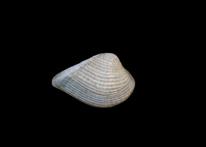 Clam Identification and Facts (From Arks to Tellins) - HubPages