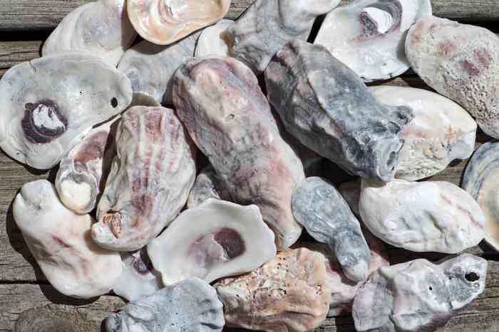 Clam Identification and Facts (From Arks to Tellins) - HubPages