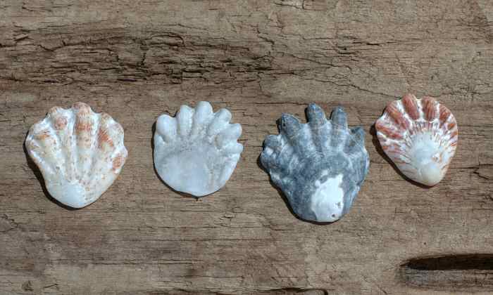 Clam Identification and Facts (From Arks to Tellins) - HubPages