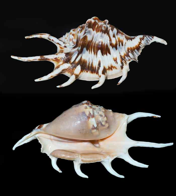Univalve Shell ID Guide: Conchs, Whelks, Cones, Helmets & More - HubPages