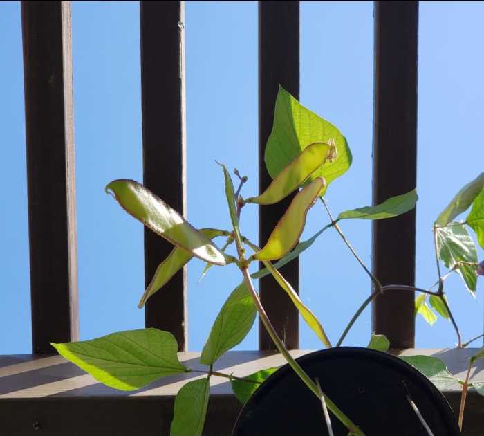 Hyacinth Bean - Growing Bataw and Its Health Benefits - HubPages