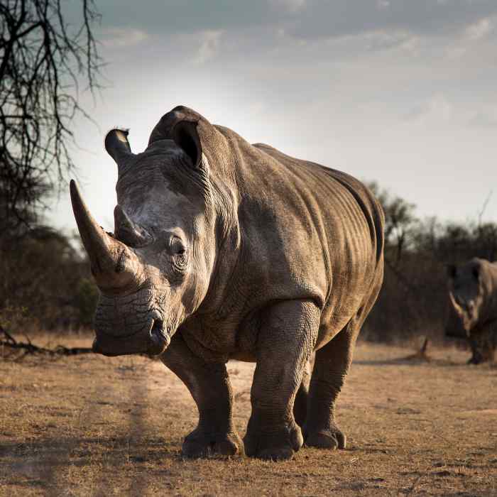 Top 10 Facts About Rhinoceroses - HubPages