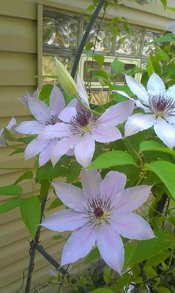 Ten Easy Vines for the Home Gardener - HubPages