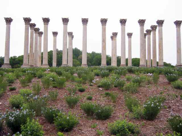 Washington DC Outdoors - the National Arboretum, Our National Tree ...