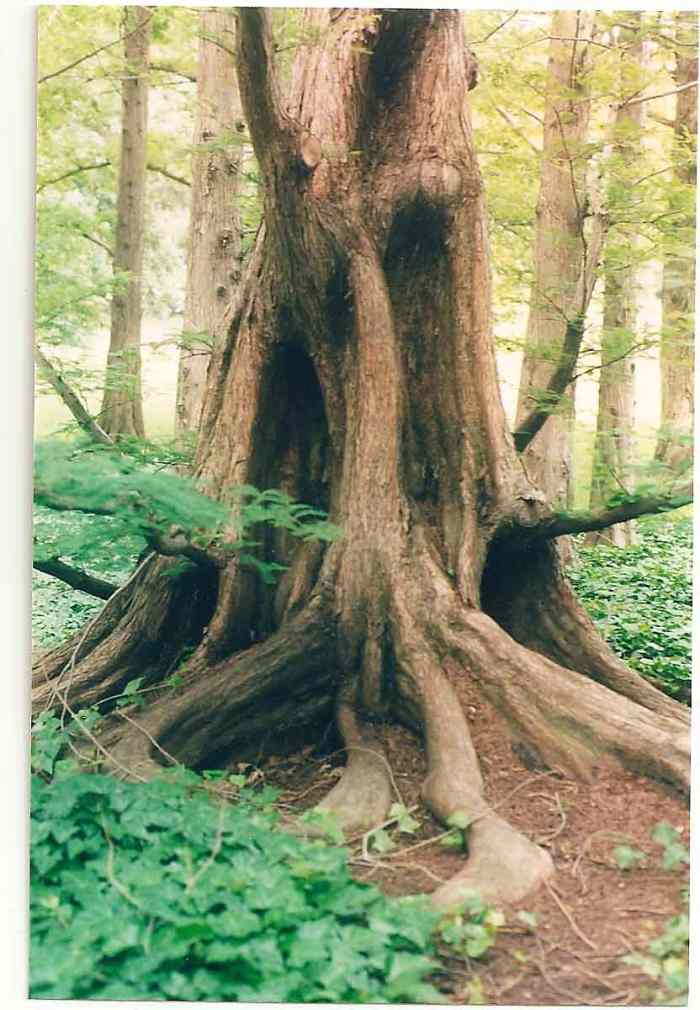 Washington DC Outdoors - the National Arboretum, Our National Tree ...