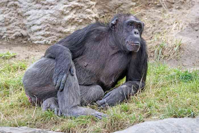 Hybrid vs. Chimera - the Sad Story of Oliver, the Humanzee - HubPages