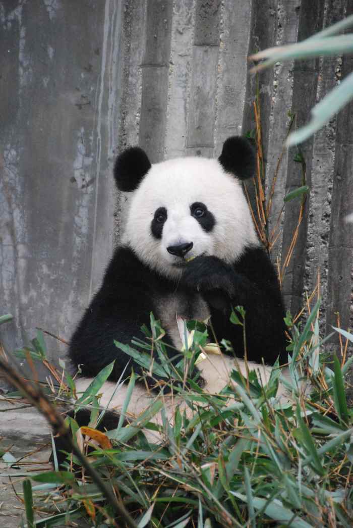 The Importance of Animals and Birds in the Ecosystem - HubPages