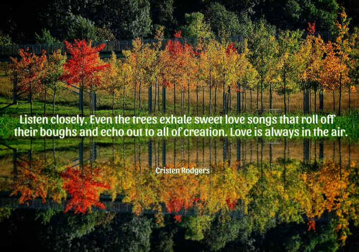 30 Tree Quotes With Wise Principles to Live By - Holidappy