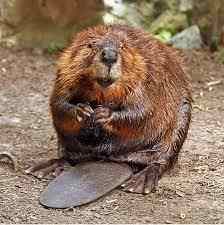 International Beaver Day - HubPages