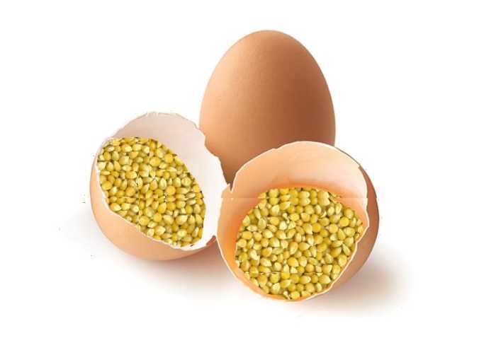 Eggcorns - HubPages