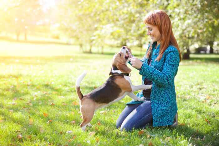 Why Dogs are Loyal to their Owners? - HubPages