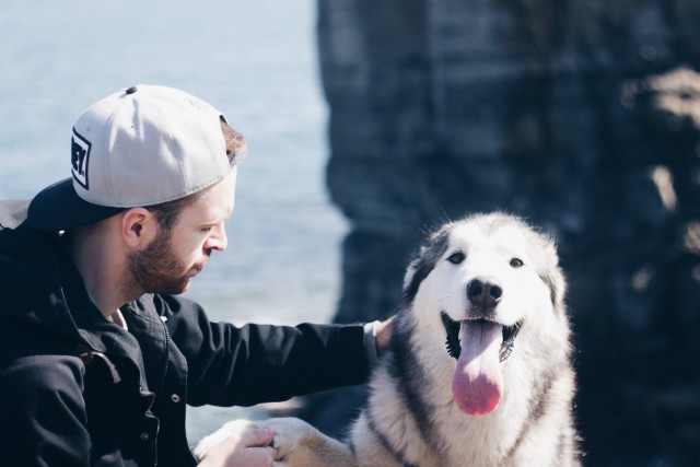 Why Dogs are Loyal to their Owners? - HubPages