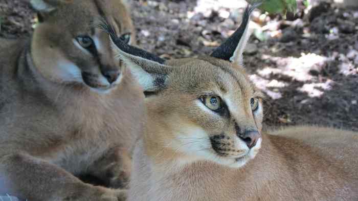 The Caracal: 6 Remarkable Adaptations and General Facts - HubPages