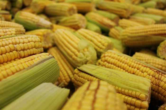 Yellow Corn Benefits: The Most Important and Best Benefits of This ...