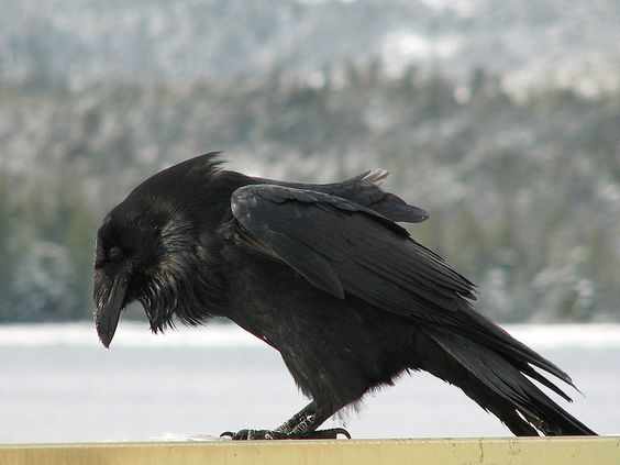 The Laughing Crow - HubPages