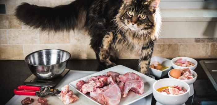 What Exactly is in Your Cat's Food? - HubPages