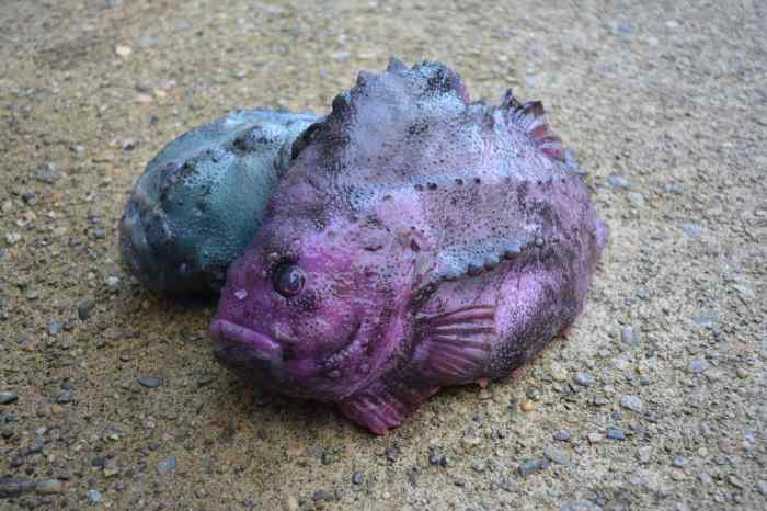 Lumpfish: The Wartiest Fish In The Sea! - HubPages