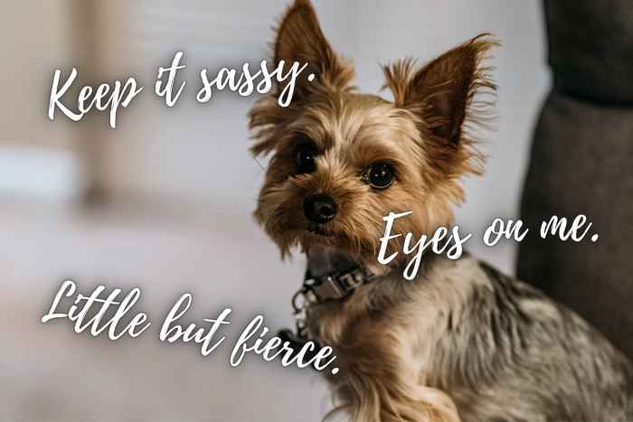 250+ Sassy Quotes and Caption Ideas for Instagram - HubPages