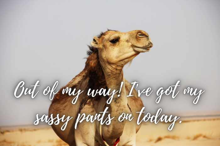 250+ Sassy Quotes and Caption Ideas for Instagram - HubPages