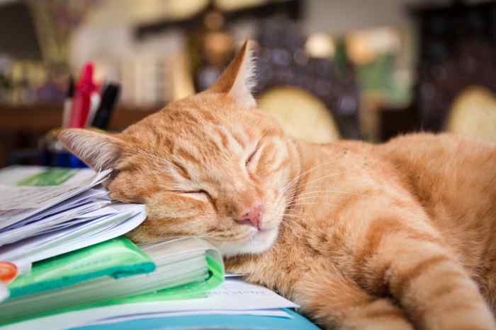 8 Things Cats Can Teach Us About Being Human - HubPages