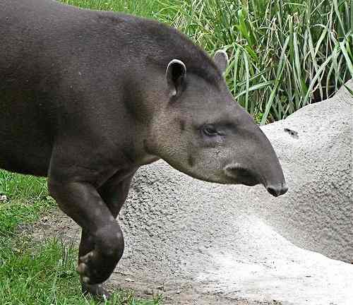 World Tapir Day - HubPages