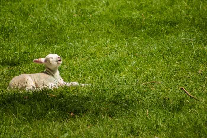 200+ Lamb and Sheep Names (From Amos to Velvet) - HubPages