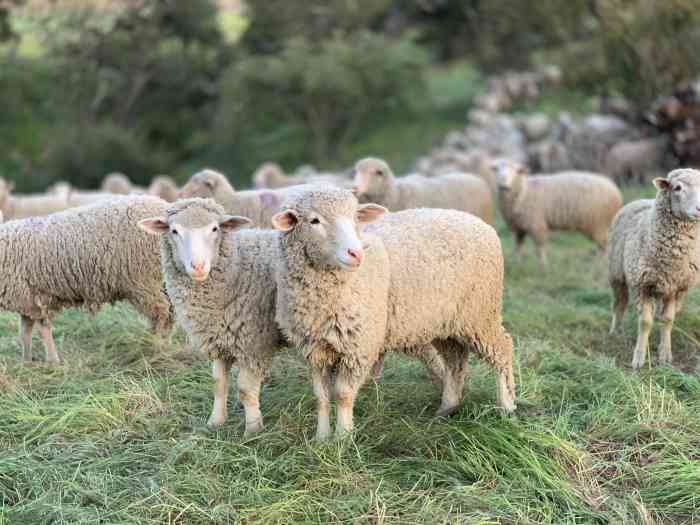200+ Lamb and Sheep Names (From Amos to Velvet) - HubPages