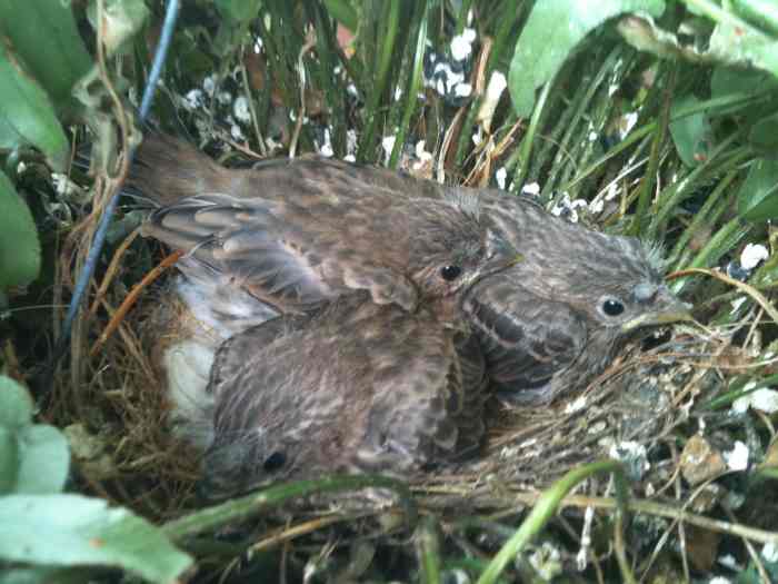 Nesting Baby Birds - Pictures and Video - HubPages