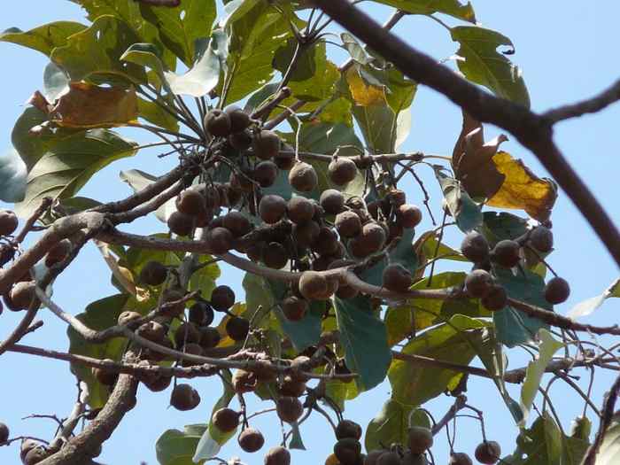 The Triphala Trifecta: Amalaki, Bibhitaki, and Haritaki - HubPages