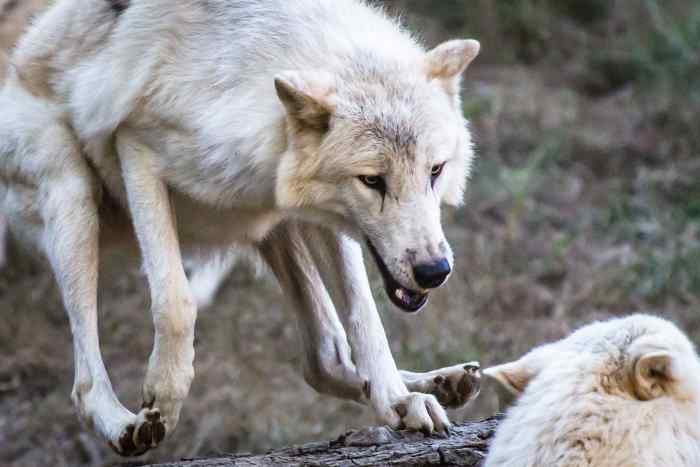 Tips on Surviving a Wolf Attack - HubPages