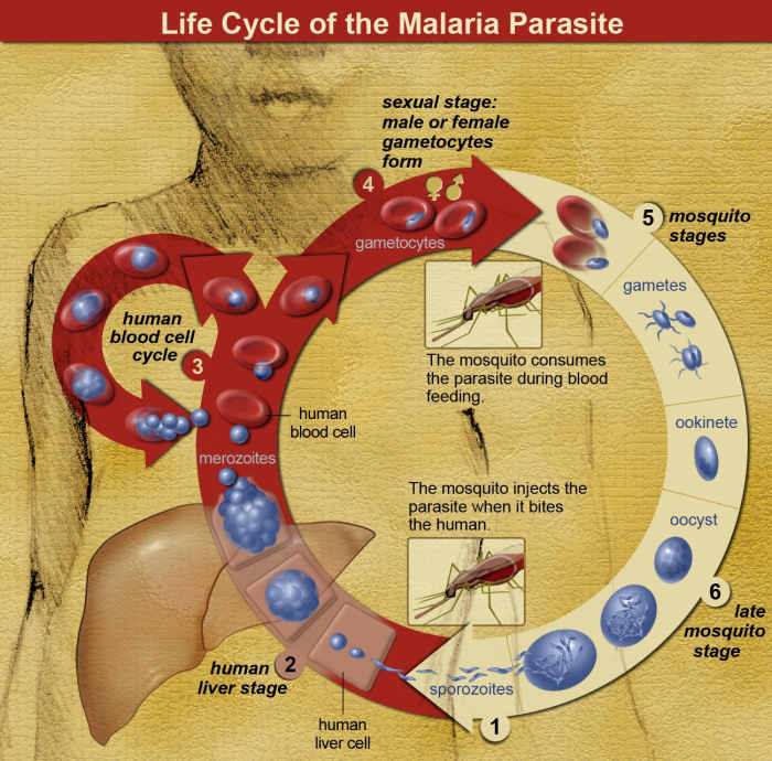 Key Information About Malaria - HubPages