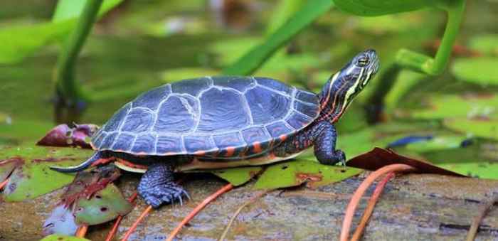Animals and Birds that Like Hot Weather - HubPages