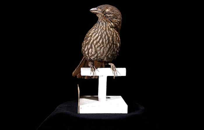 Extinct Animals of the Rainforest - HubPages