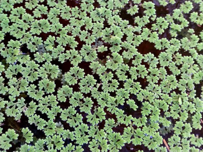 Azolla Plants - a Natural Nutrient Supply for the Cows - HubPages
