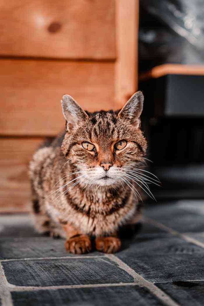 Muscle Atrophy in Cats: What Causes It? - PetHelpful