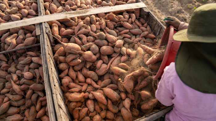 The Health and Disadvantages of Eating Sweet Potatoes - HubPages