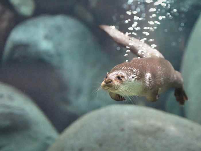 World Otter Day - HubPages