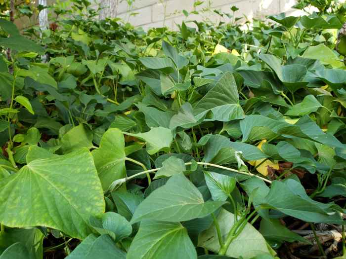 Complete Guide to Filipino Vegetables (With Tagalog Names) - HubPages