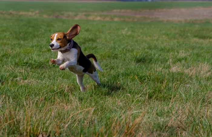 What Causes a Bunny-Hopping Gait in Dogs? (5 Reasons) - HubPages