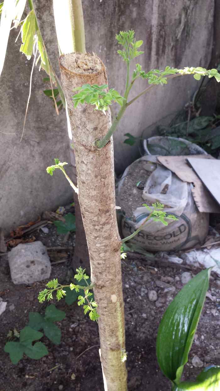 Health Benefits and Other Uses of Malunggay - HubPages