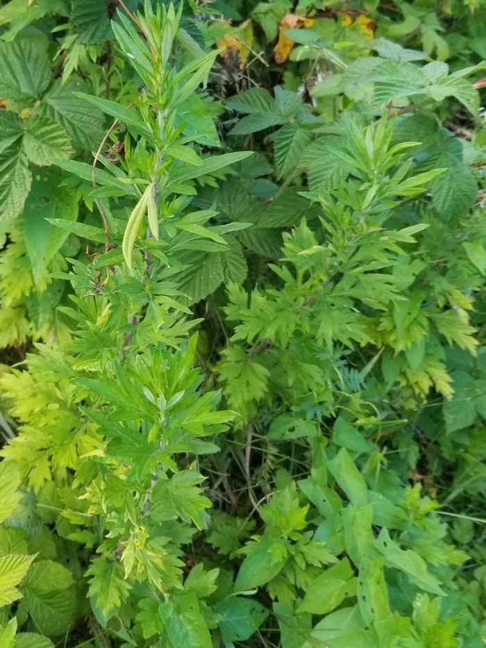 The Medicinal Magic of Mugwort - HubPages