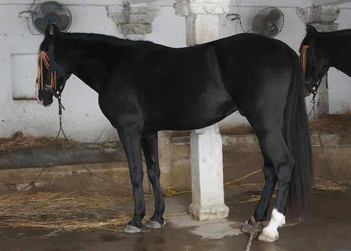 Everything About the Marwari, the Native Horse of India - Owlcation