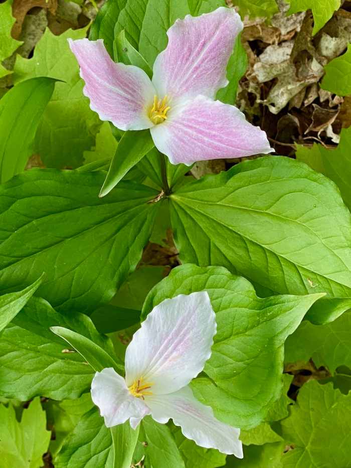 The Trillium: Ontario’s Triple Threat of Beauty, History, and ...
