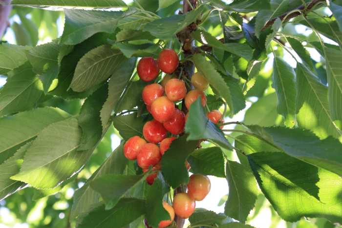 Peach and Cherry Tree Problems and Solutions - HubPages
