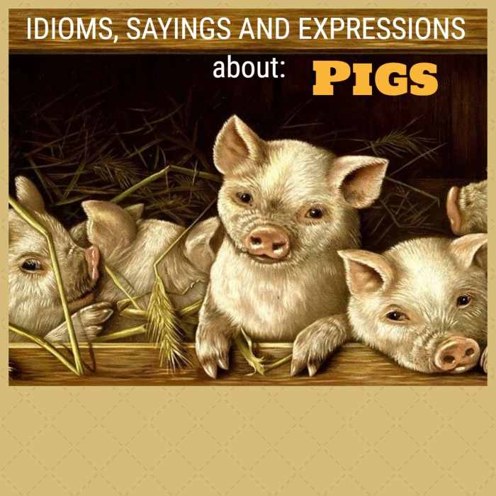 30 Pig Idioms and Phrases Explained - HubPages