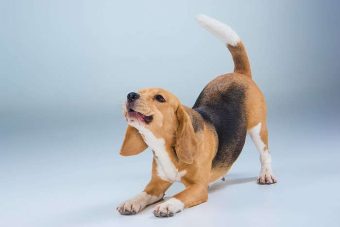Why Do Dogs Stretch? - Full Guide About Dog Stretching - HubPages