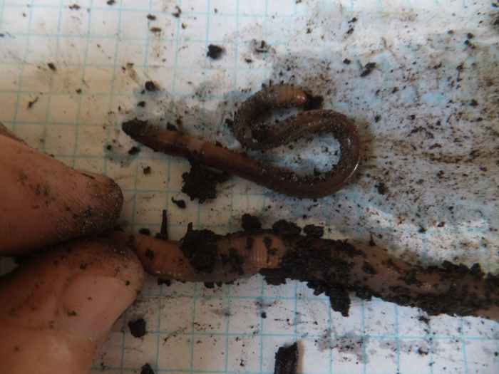 How to Identify the Canadian Nightcrawler Worm - HubPages