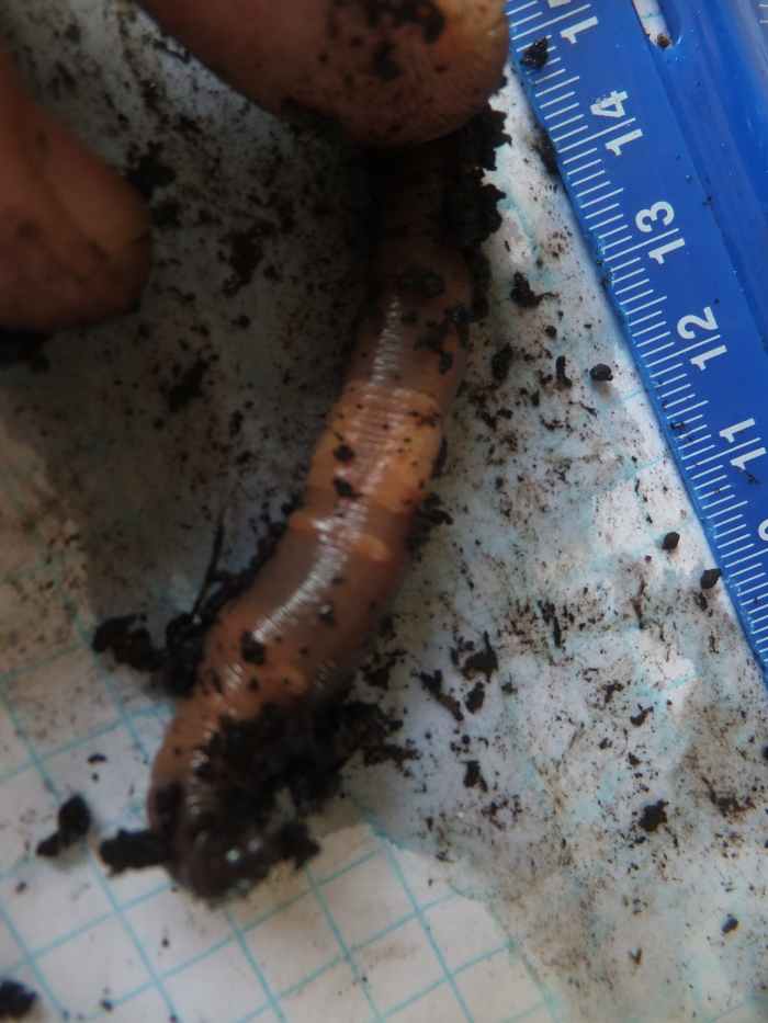 How to Identify the Canadian Nightcrawler Worm - HubPages