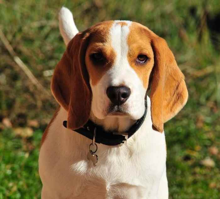 the 6 best dog breeds - HubPages